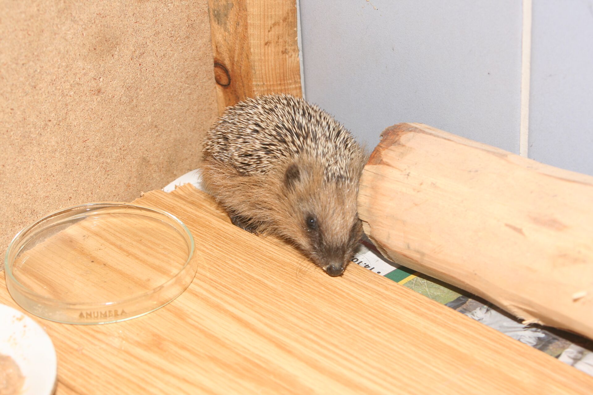 Igel - NABU Aachen Land